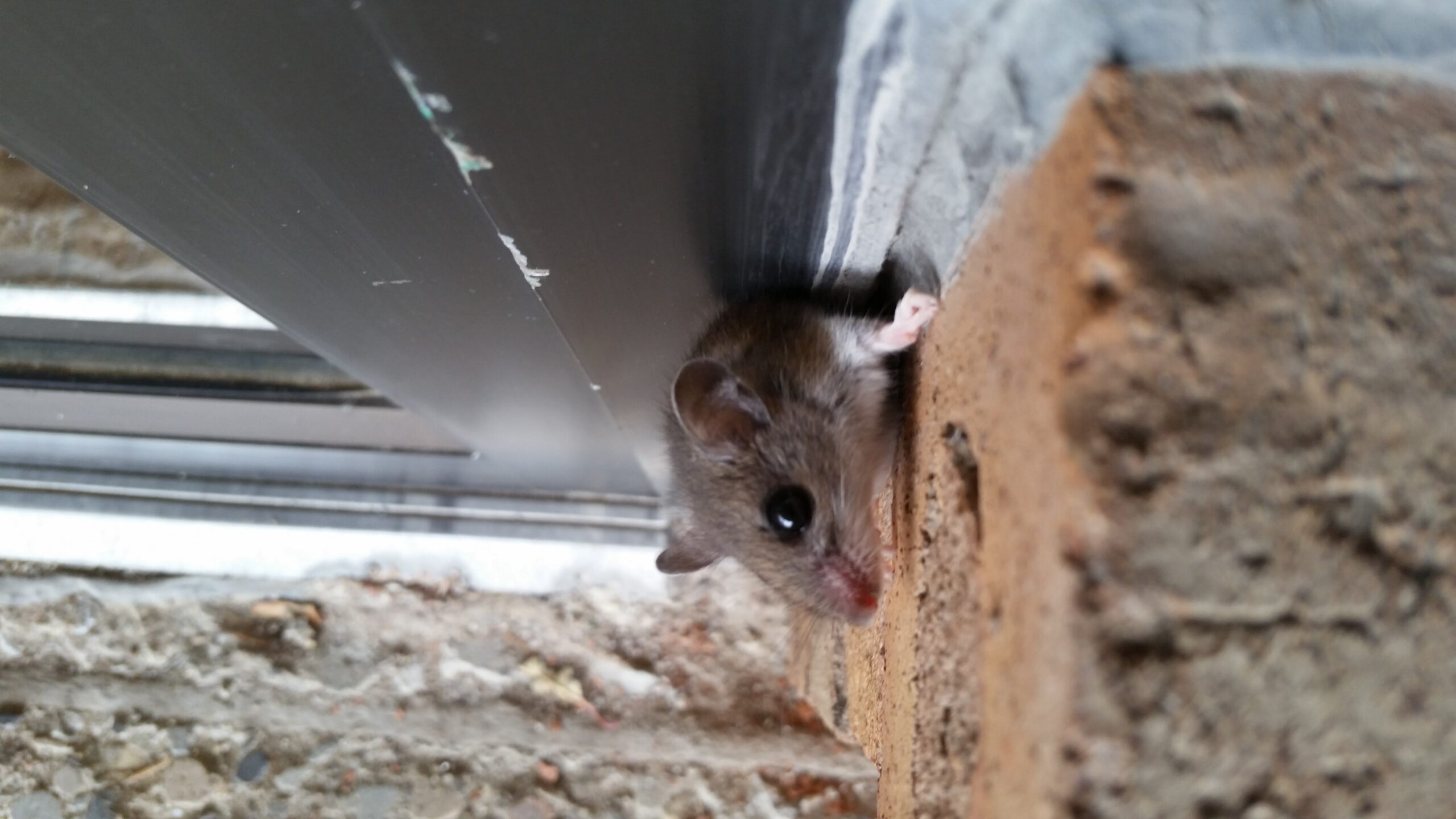How to Prevent Mice Infestations